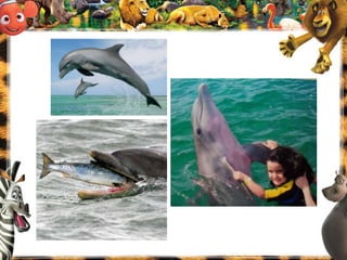 Habitat de los animales | PPTX