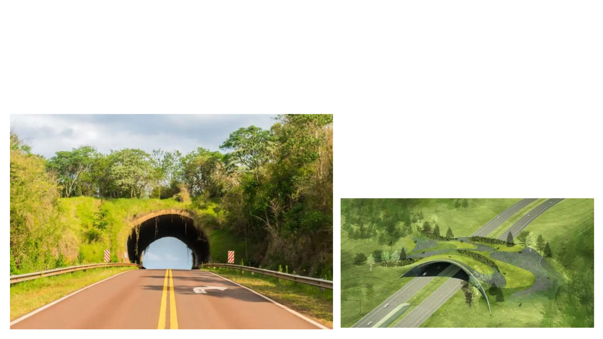 Habitat fragmentation, habitat loss.pptx | Environment | Science