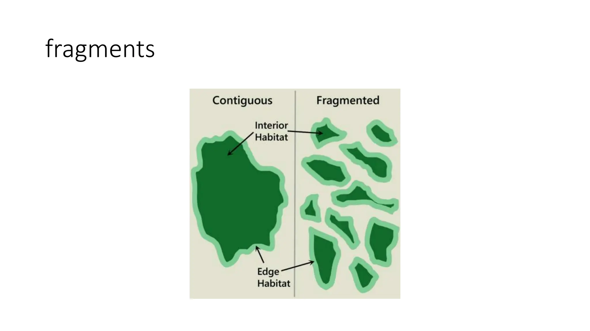 Habitat fragmentation, habitat loss.pptx | Environment | Science