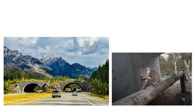 Habitat fragmentation, habitat loss.pptx | Environment | Science