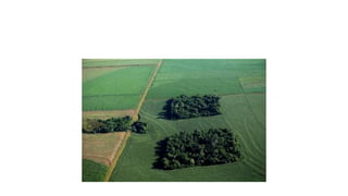 Habitat fragmentation, habitat loss.pptx | Environment | Science