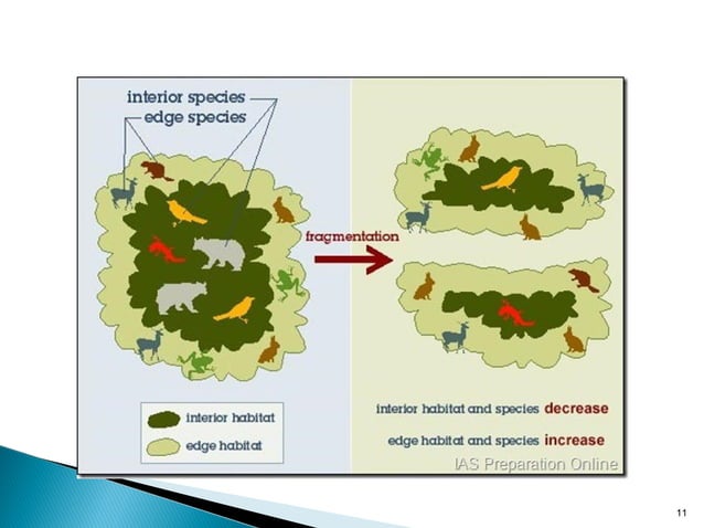 Habitat fragmentation srm | PPT