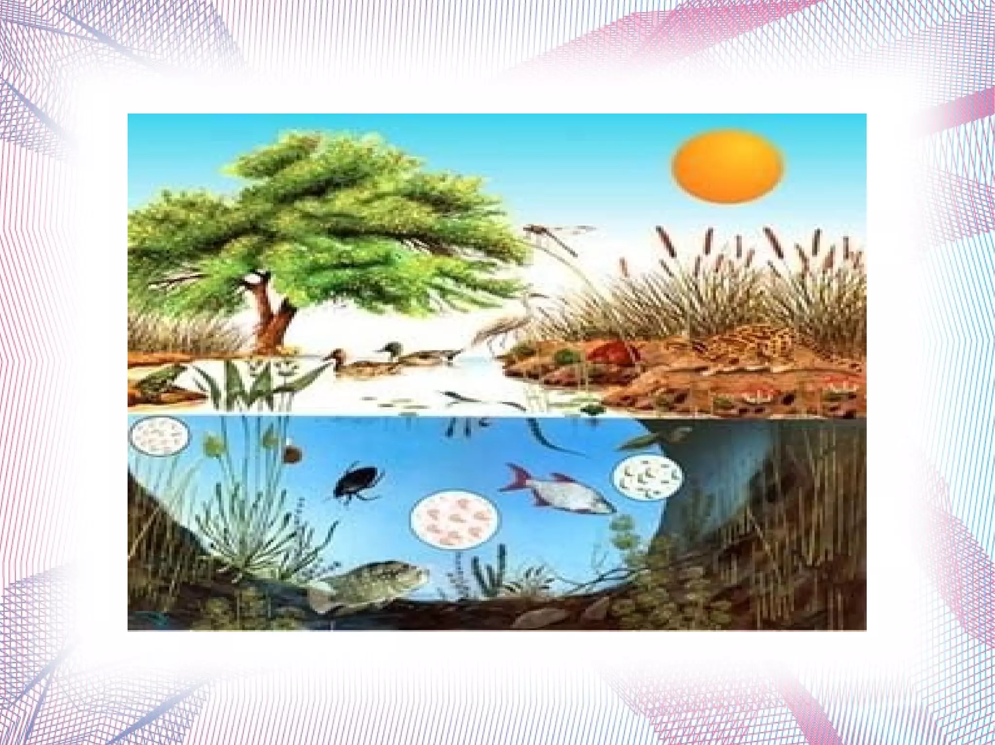 Habitat i ninxol ecologic | ODP