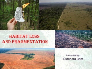 Habitat Fragmentation