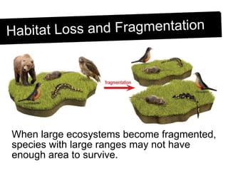 Habitat Loss and Fragmentation | PPT