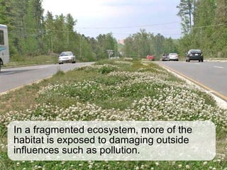 Habitat Loss and Fragmentation | PPT