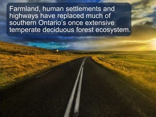 Habitat Loss and Fragmentation | PPT