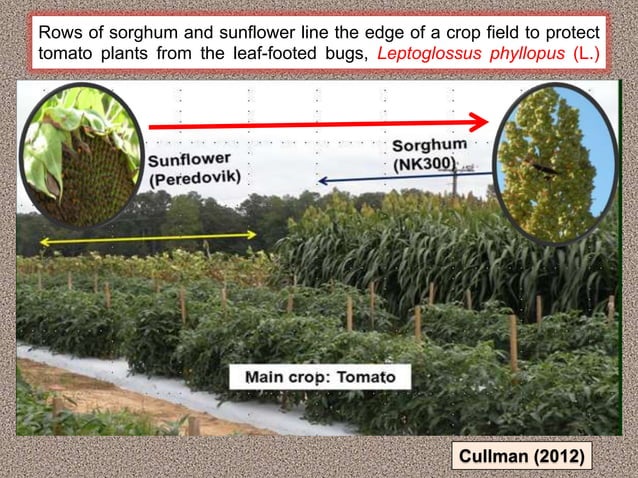 Habitat manipulation in INSECT PEST MANAGEMENT.pptx