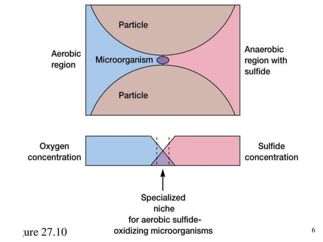 Concepts of Habitat and Niche | PPTX | Biological Sciences | Science