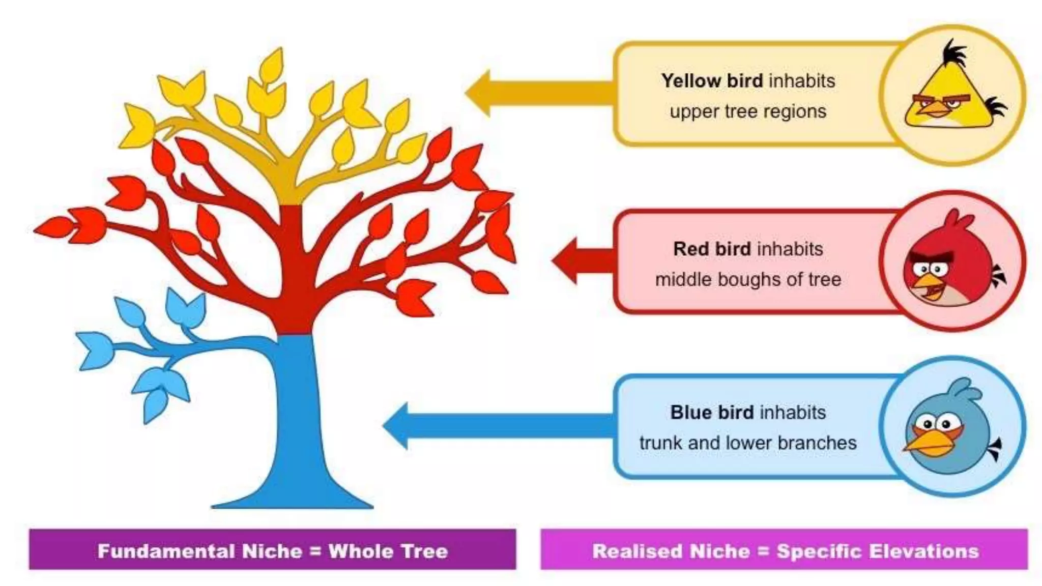 Habitat & niche | PPTX