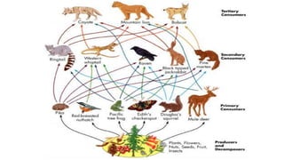 Habitat & niche | PPTX