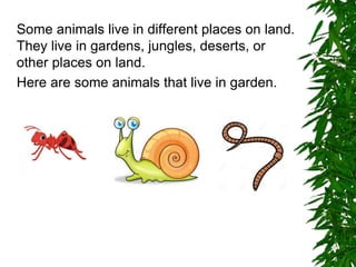 Habitat of the Animals | PPTX