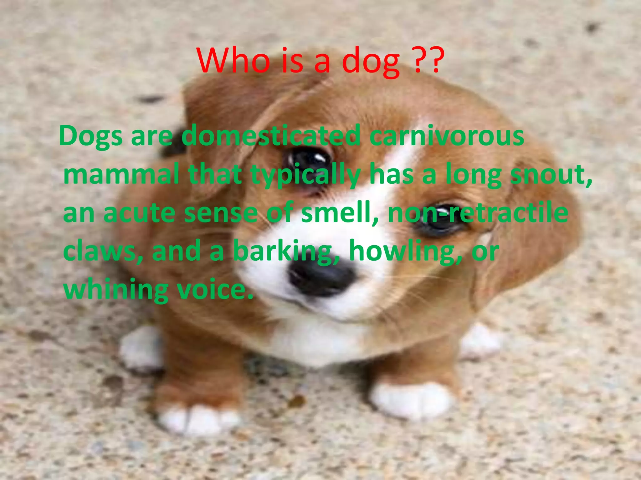 Habitat of the dog family | PPTX