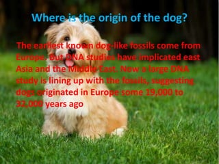 Habitat of the dog family | PPTX