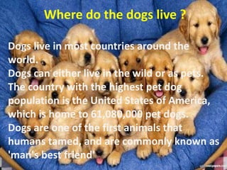 Habitat of the dog family | PPTX | Dogs | Pets
