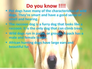 What Is The Natural Habitat Of A Dog