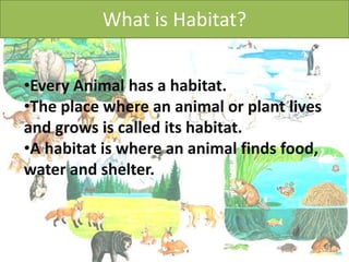 What Is The Habitat Of A Dog