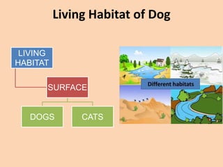 What Is The Habitat Of A Dog