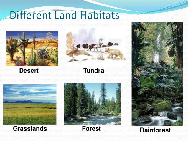 Habitat of the living