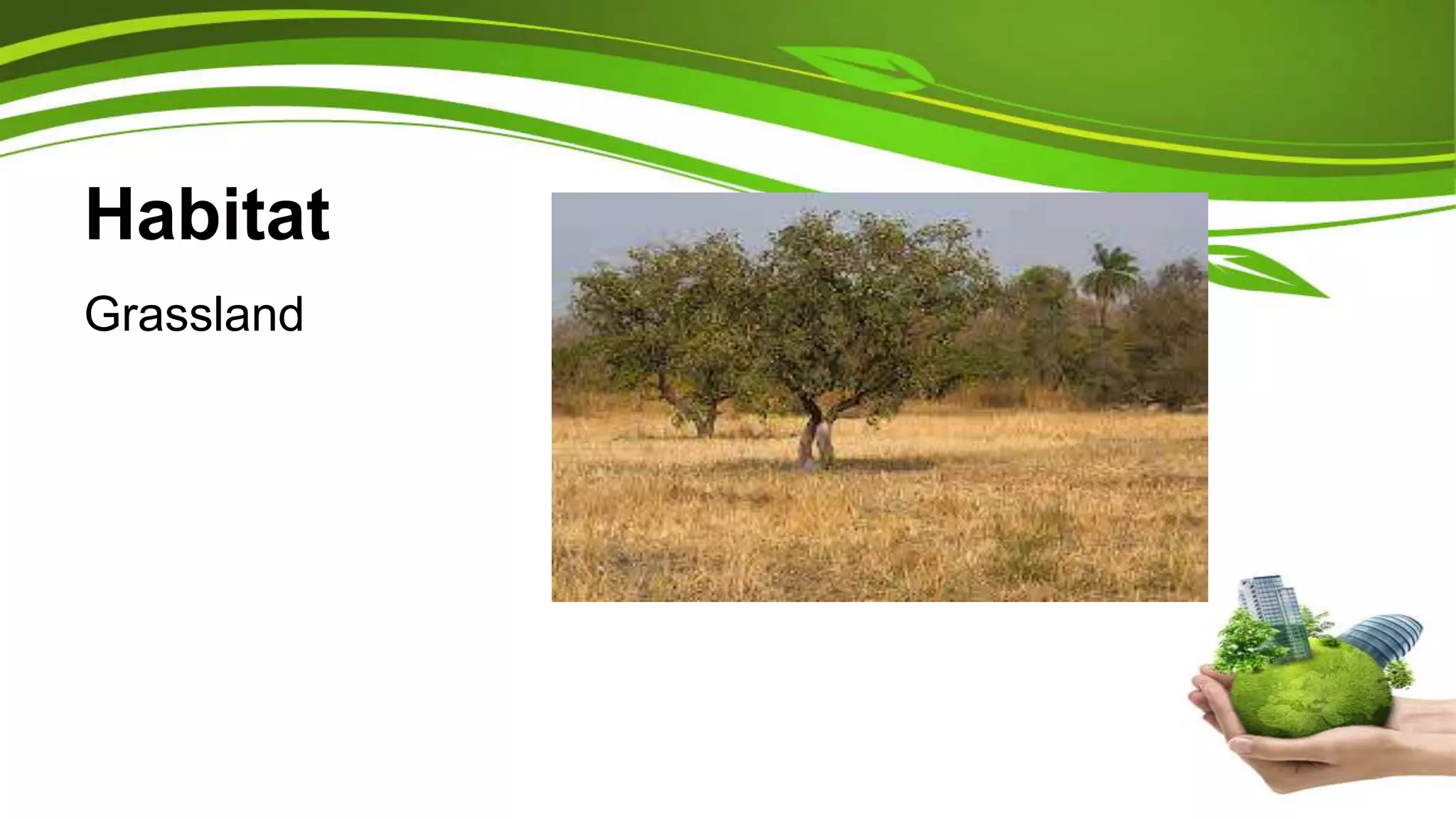 Habitat presentation | PPTX