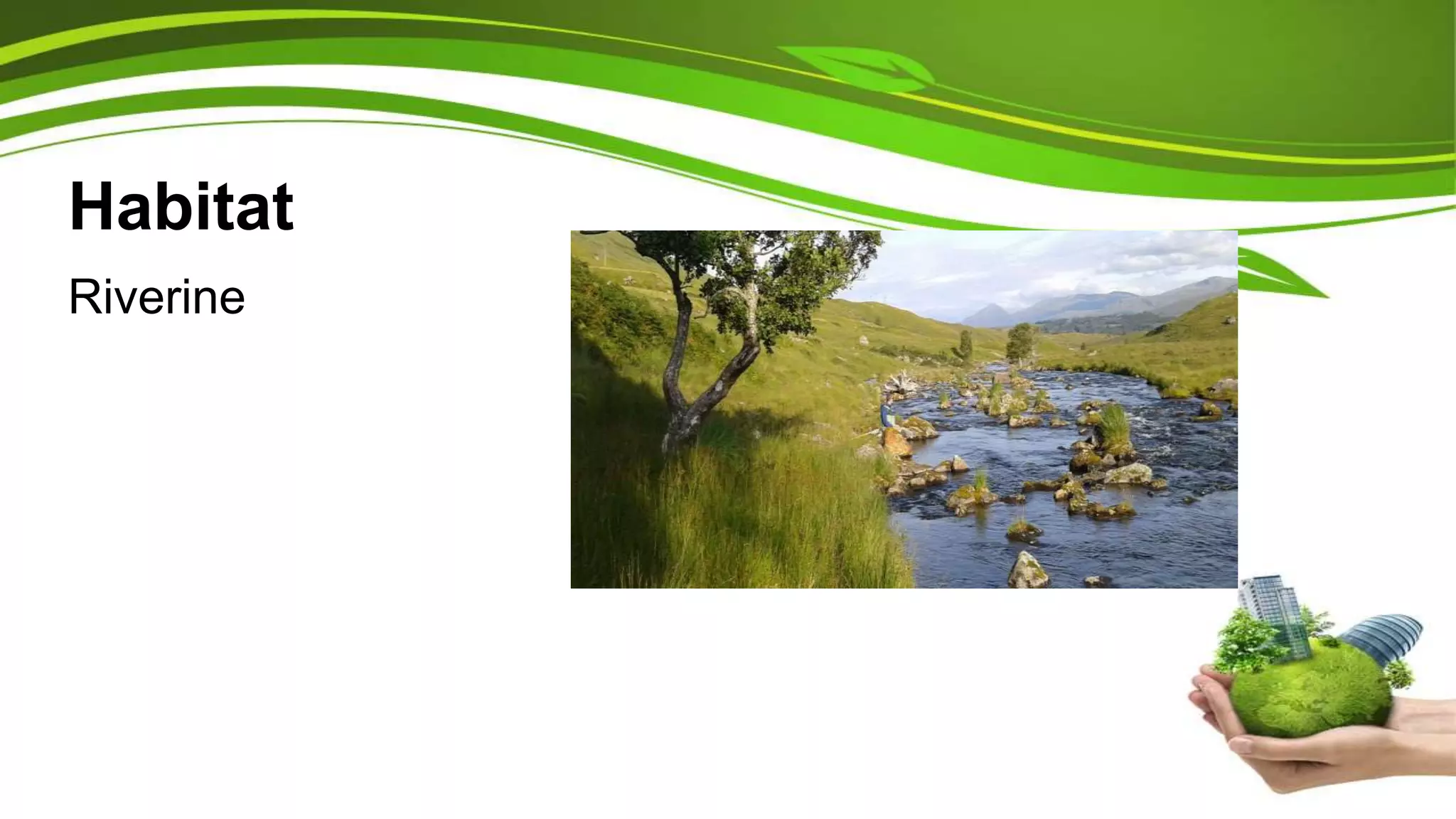 Habitat presentation | PPTX