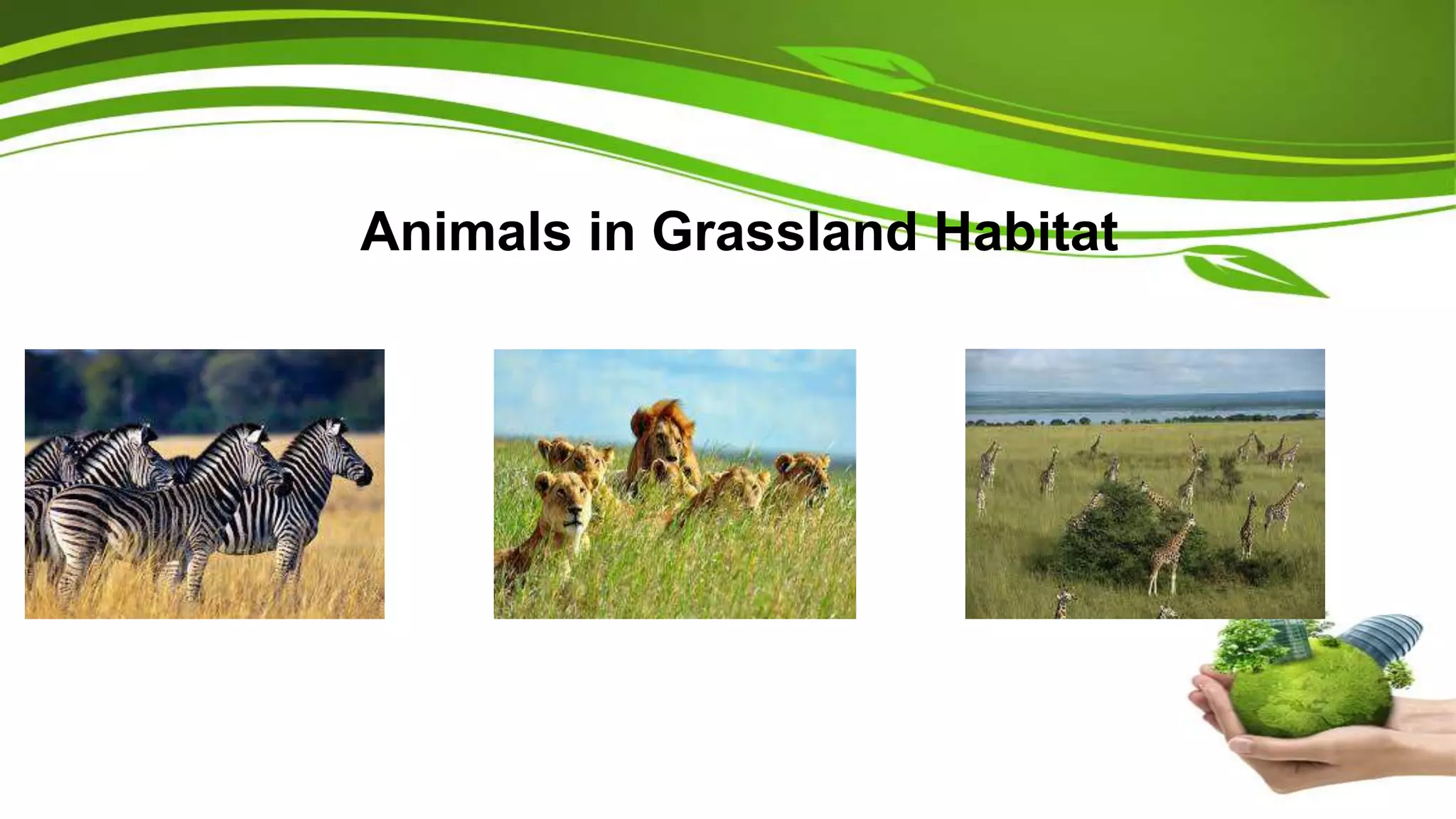 Habitat presentation | PPTX