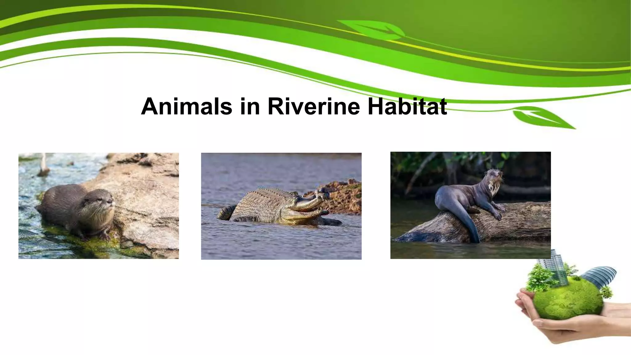 Habitat presentation | PPTX