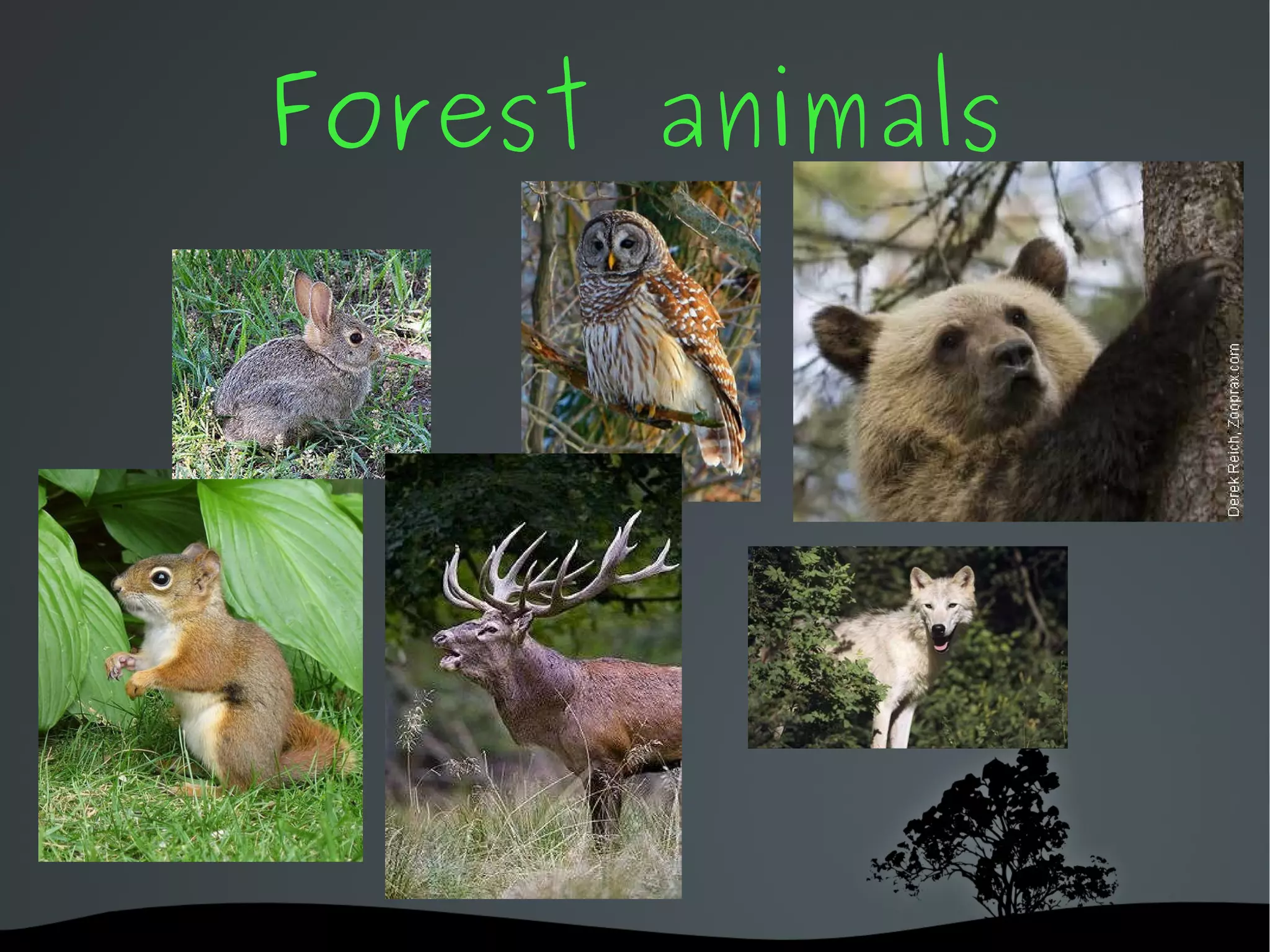 Animals Habitats | ODP