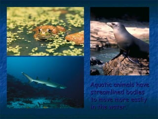 Habitats | PPT