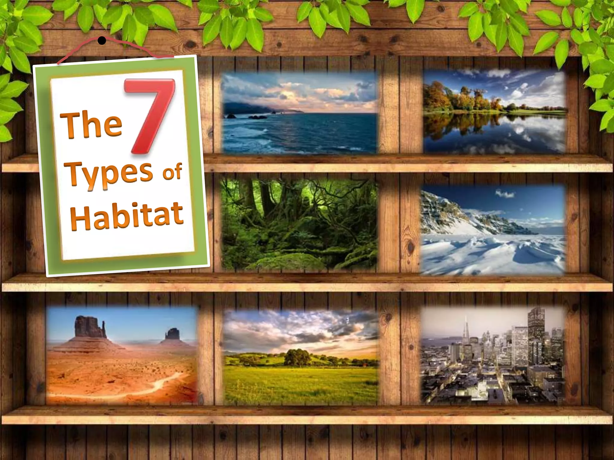 Forest Habitats For Kids