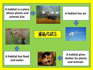ScienceHabitats | PPT