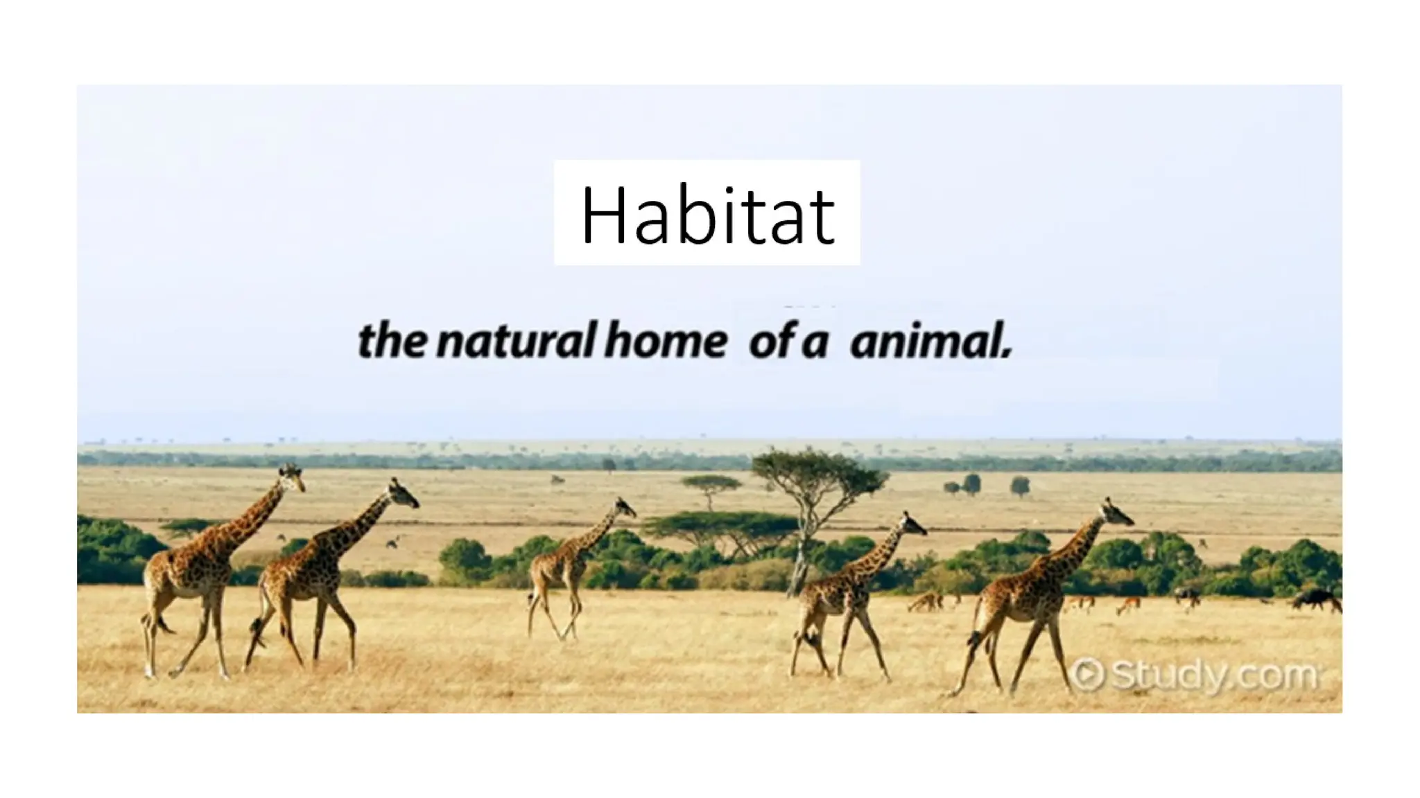 Habitats.pptx for grade 2 level children | PPTX