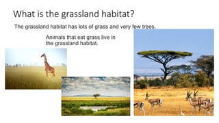 Habitats.pptx for grade 2 level children | PPTX