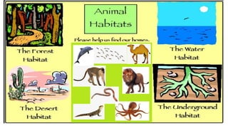 Habitats.pptx for grade 2 level children | PPTX