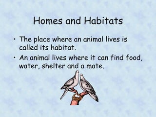 Habitats and foodchains | PPT | Cats | Pets