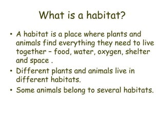 Habitats and foodchains | PPTX