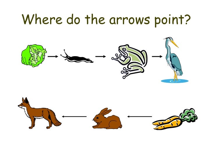Habitats and foodchains