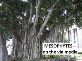 Organisms and their habitats | PPTX