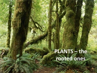 Organisms and their habitats | PPT