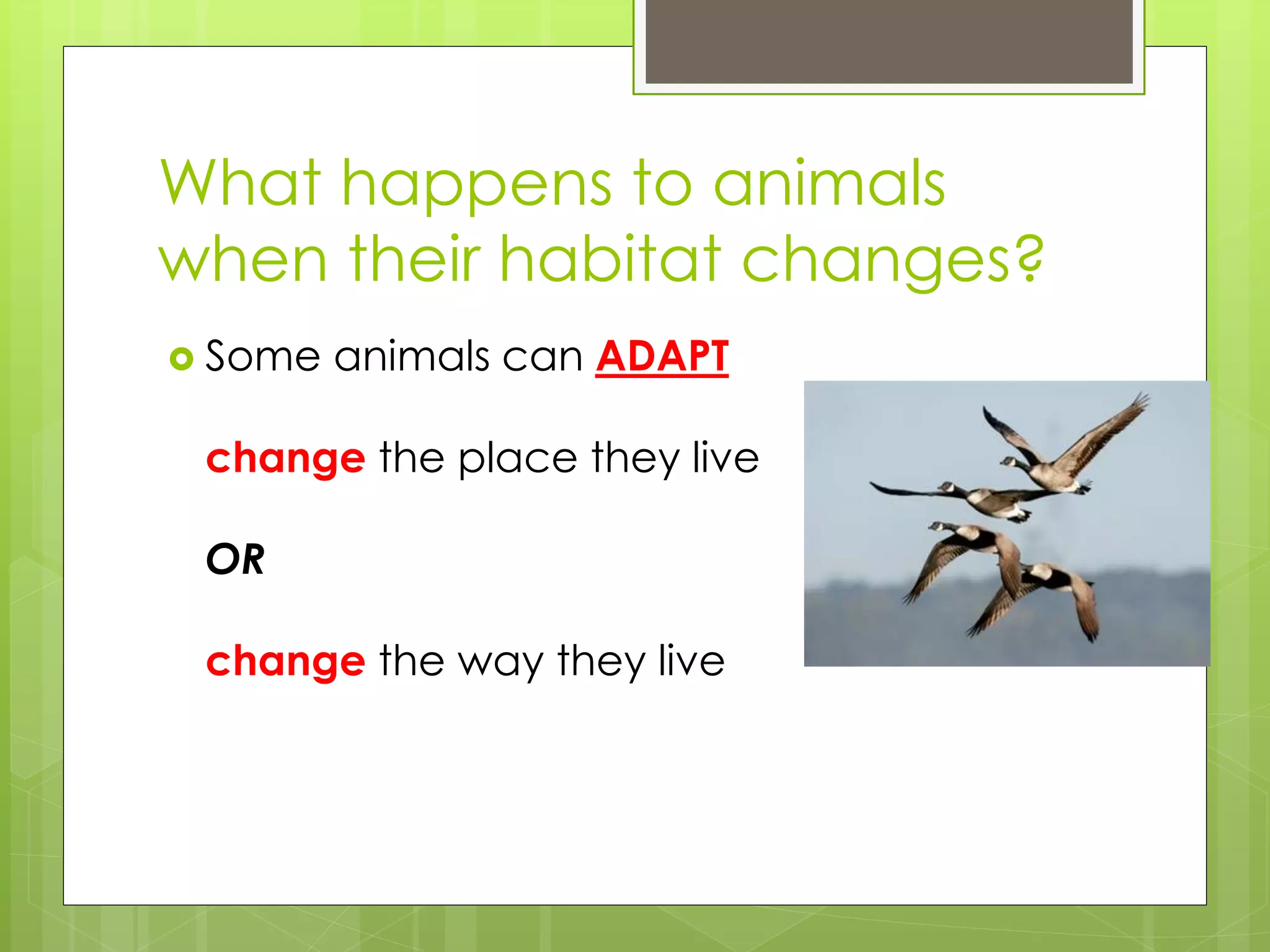 Habitats change | PPTX