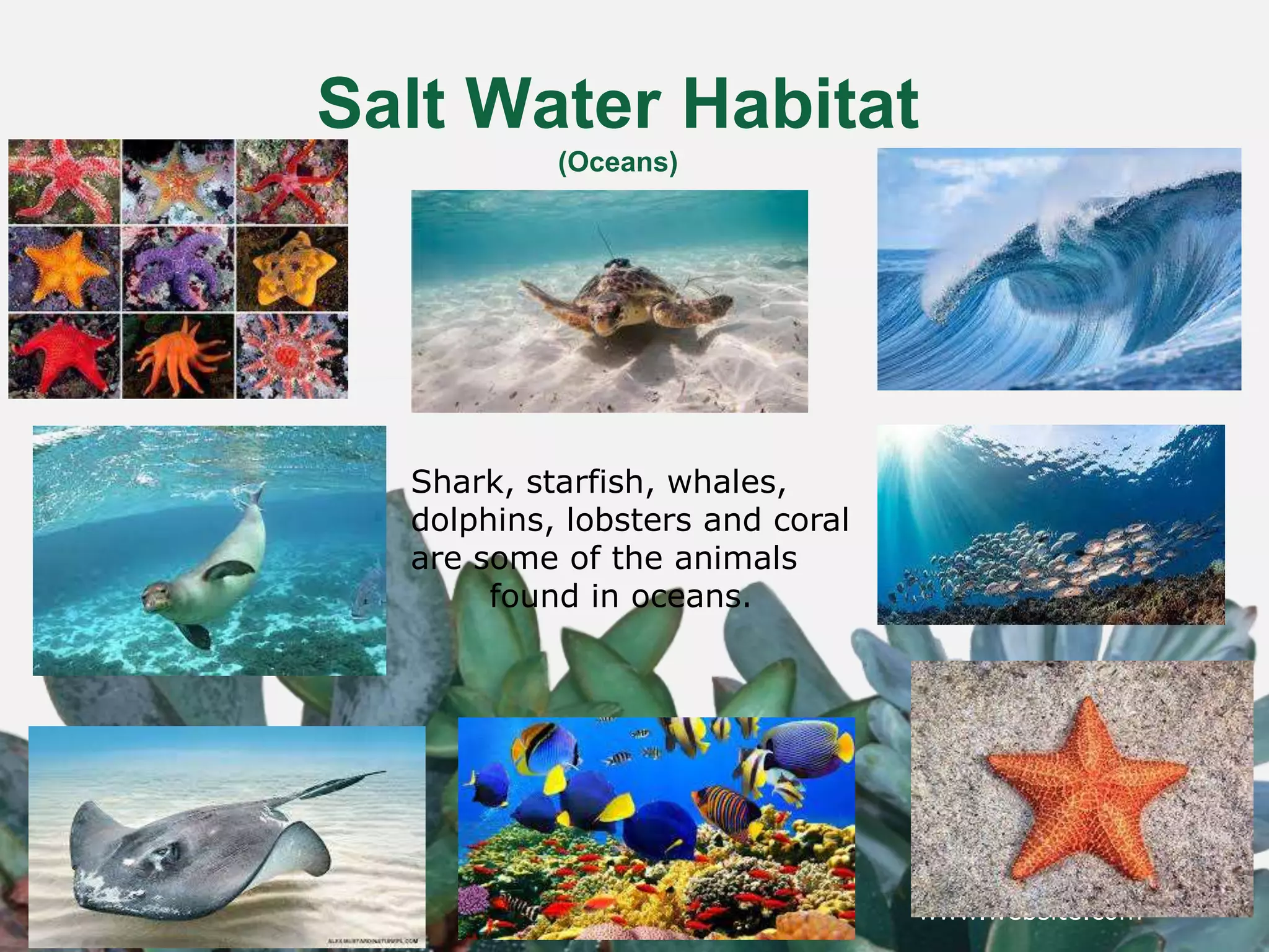 Habitat science grp activity 6b | PPTX
