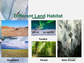 Habitat science grp activity 6b | PPTX
