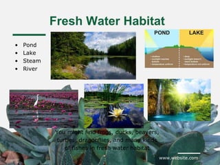 Habitat science grp activity 6b | PPTX