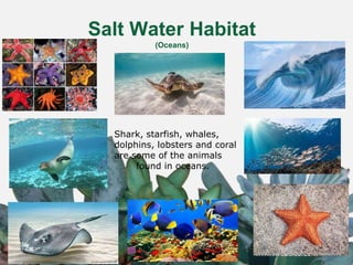 Habitat science grp activity 6b | PPTX