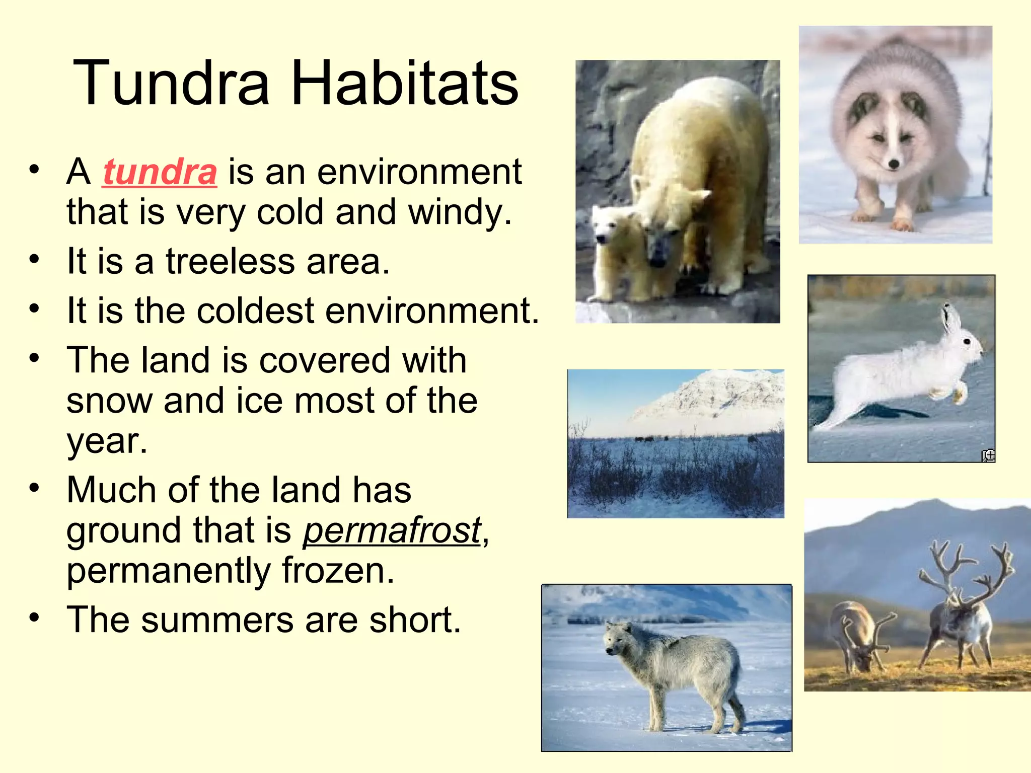 Habitats for plants and animals | PPT