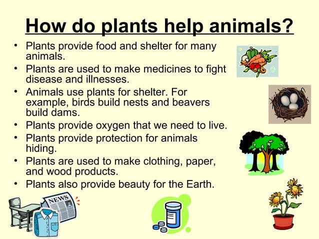Habitats for plants and animals | PPT | Birds | Pets