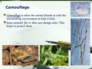 Habitats for plants and animals | PPT