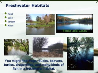 Habitats for plants and animals | PPT