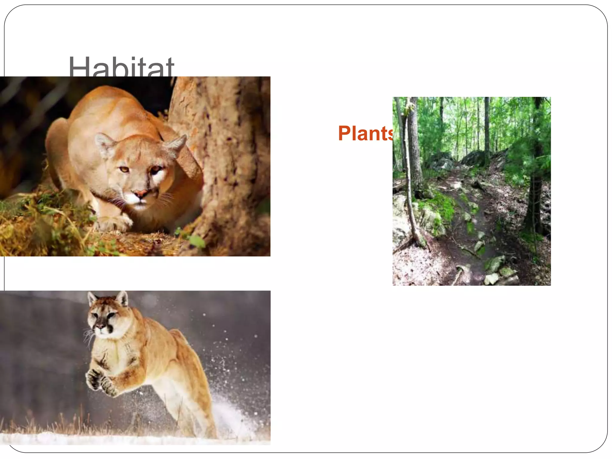 TOLLAND HABITATS | PPTX