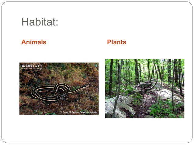 TOLLAND HABITATS | PPTX